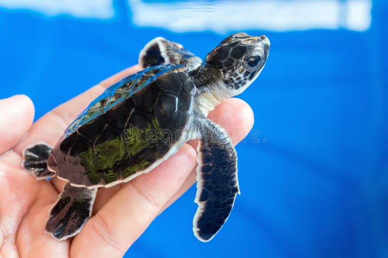 Baby turtle stock image. Image of animal, turtle, little - 51388397