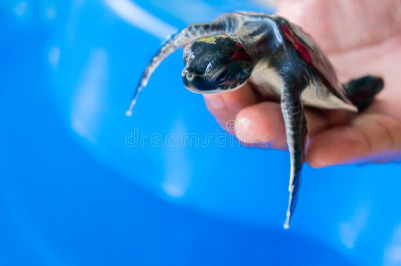 Baby turtle stock photo. Image of shell, ocean, hand - 51388410