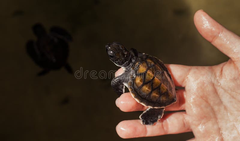 Baby turtle stock photo. Image of holding, shell, water - 69327142