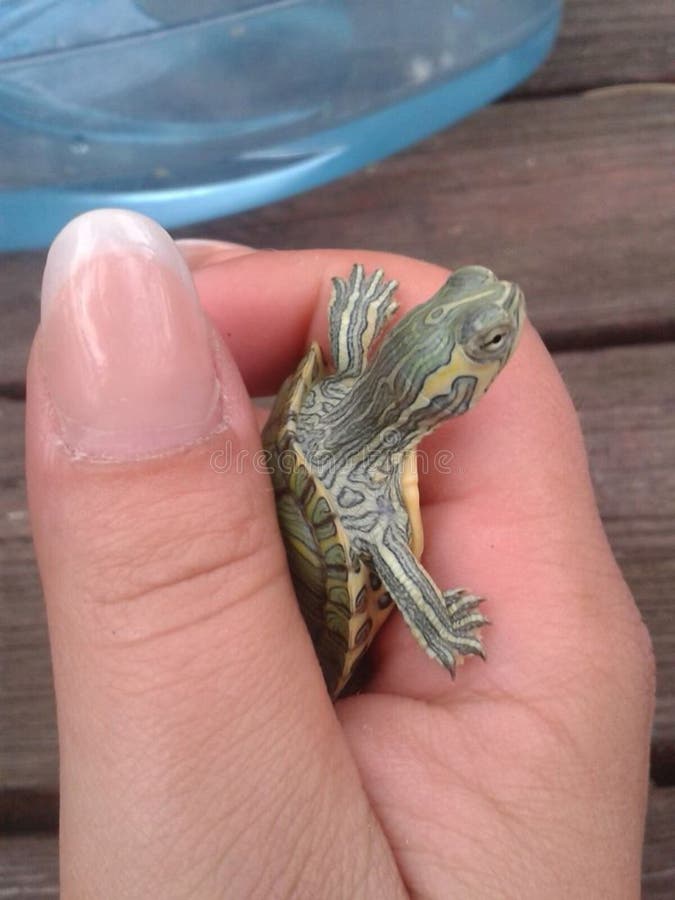 A baby turtle in the hand stock image. Image of holding - 182638965