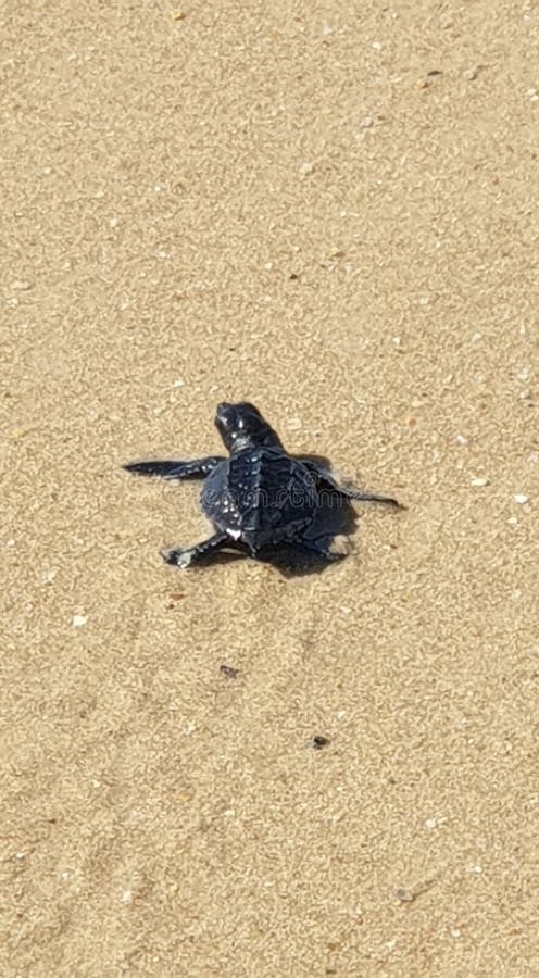 Baby Turtle Hatchling Release Mudjimba Stock Image - Image of hatchling ...