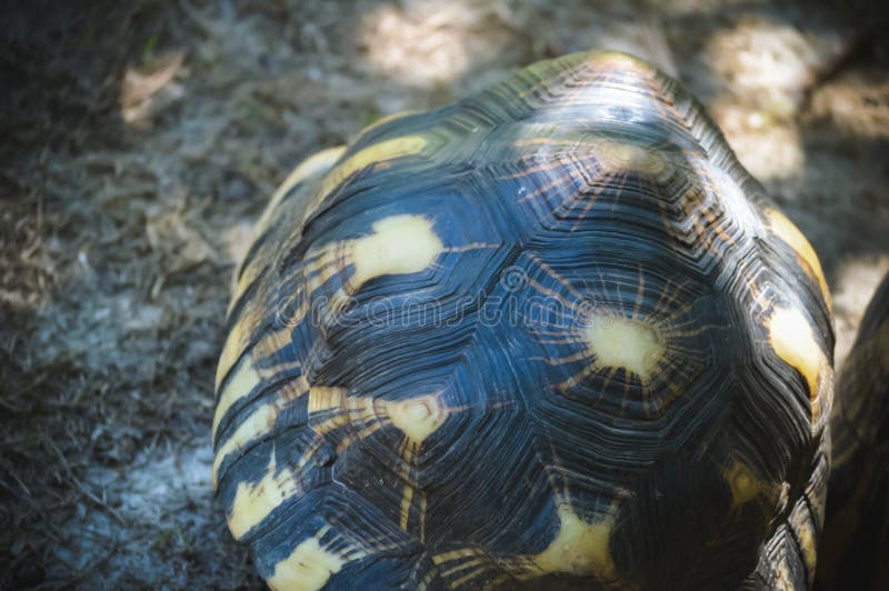 267 Turtle Inside Shell Stock Photos - Free & Royalty-Free Stock Photos ...