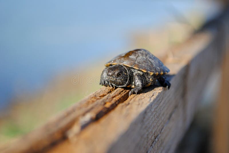 Baby turtle stock photo. Image of turtle, baby, small - 77742760