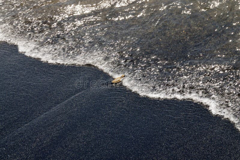 Baby Turtle Reaches the Ocean Stock Image - Image of islands, djeu ...