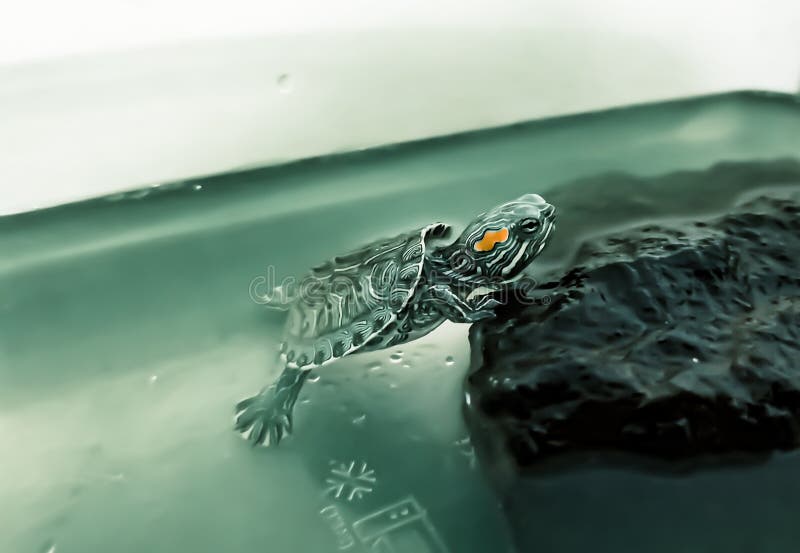 Pet Turtle Red-eared Slider or Trachemys Scripta Elegans Hides Its Head ...