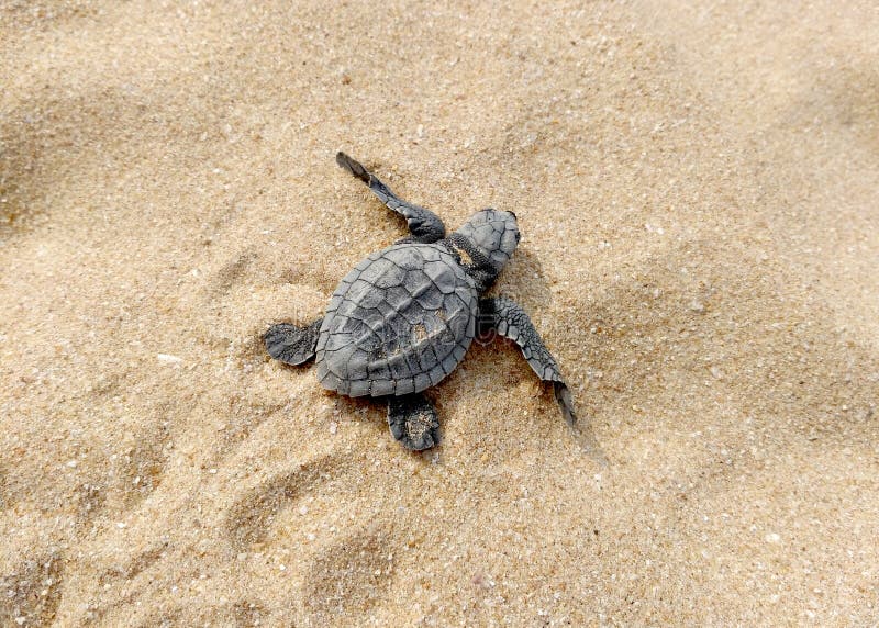Baby Sea Turtle On Turtle Prints Stock Photo - Image of baby, species ...
