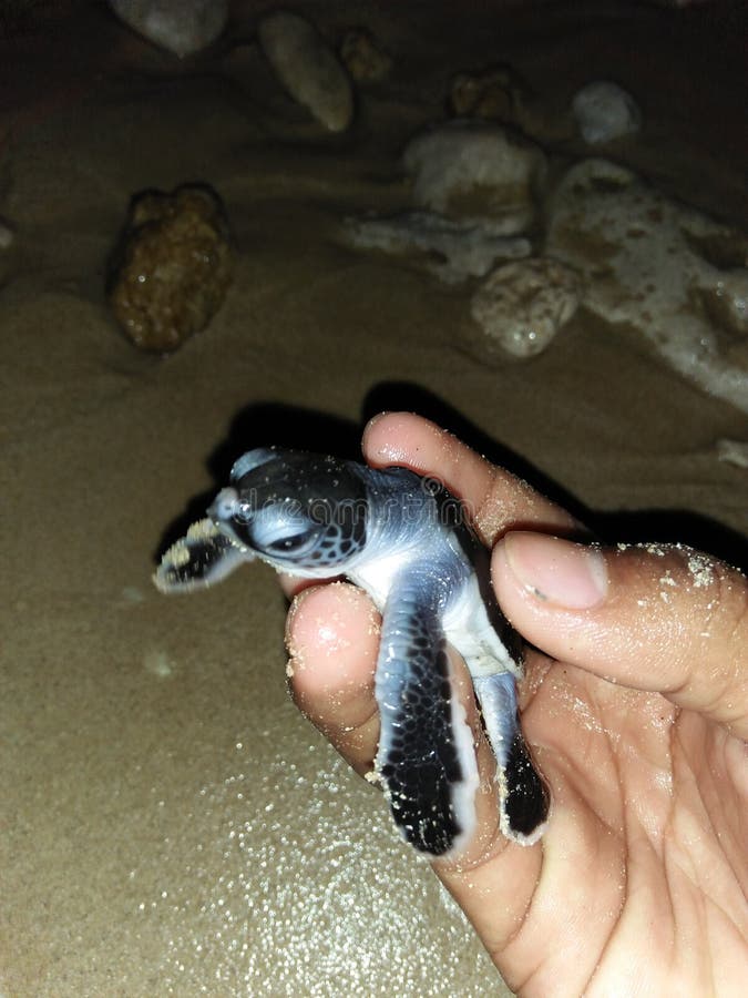 Baby Turtle Separated from Its Mother at Night Stock Image - Image of ...