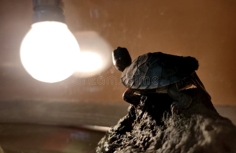 Baby Turtle Basking Stock Photos - Free & Royalty-Free Stock Photos ...