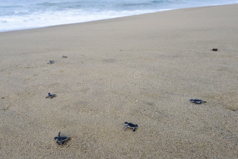 Baby Turtle at Sukamade Beach, Indonesia Stock Photo - Image of beach ...