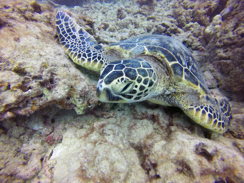 Baby Turtle stock image. Image of dive, relaxing, diving - 88239781