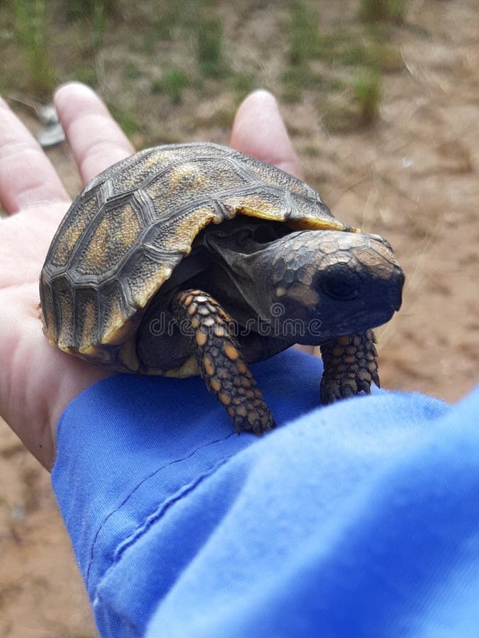 Baby turtle stock photo. Image of baby, nature, tortuga - 154457884