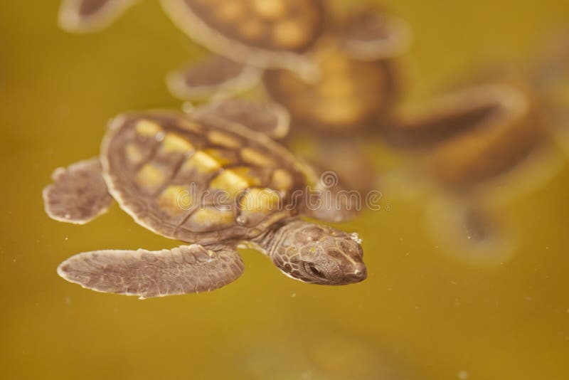 Baby turtle stock image. Image of baby, shell, holding - 34053103