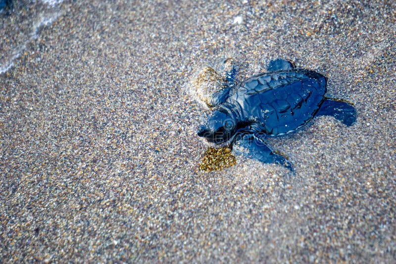 444 Baby Sea Turtle Hatching Stock Photos - Free & Royalty-Free Stock ...