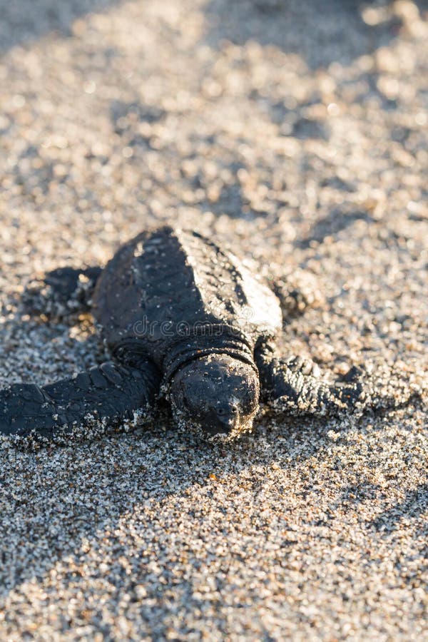 A baby turtle walking stock photo. Image of fine, hatch - 151926278