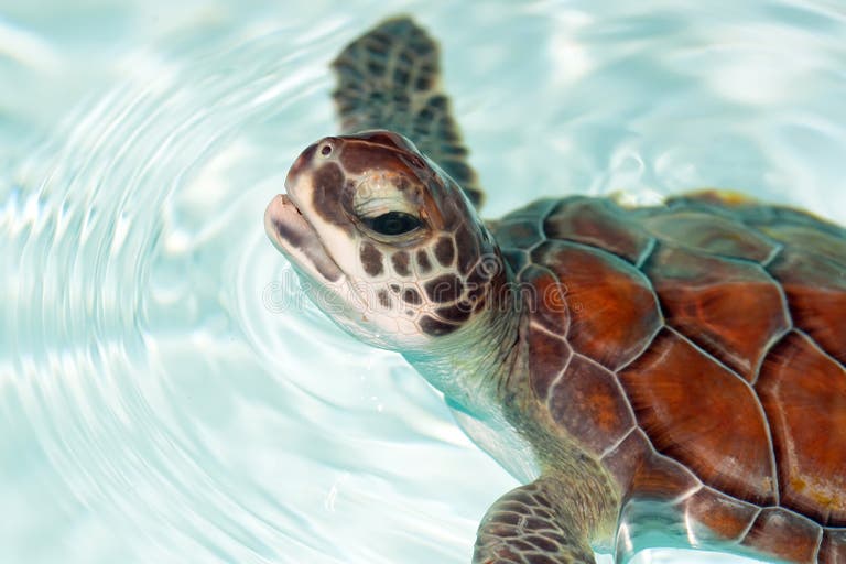 Baby turtle in the water stock image. Image of natural - 21069425