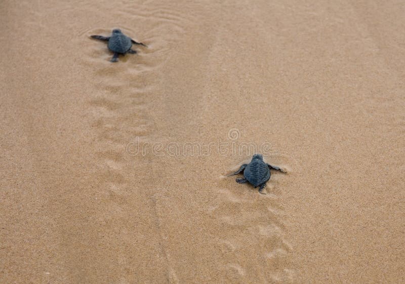Baby turtles stock image. Image of black, marine, life - 29445697