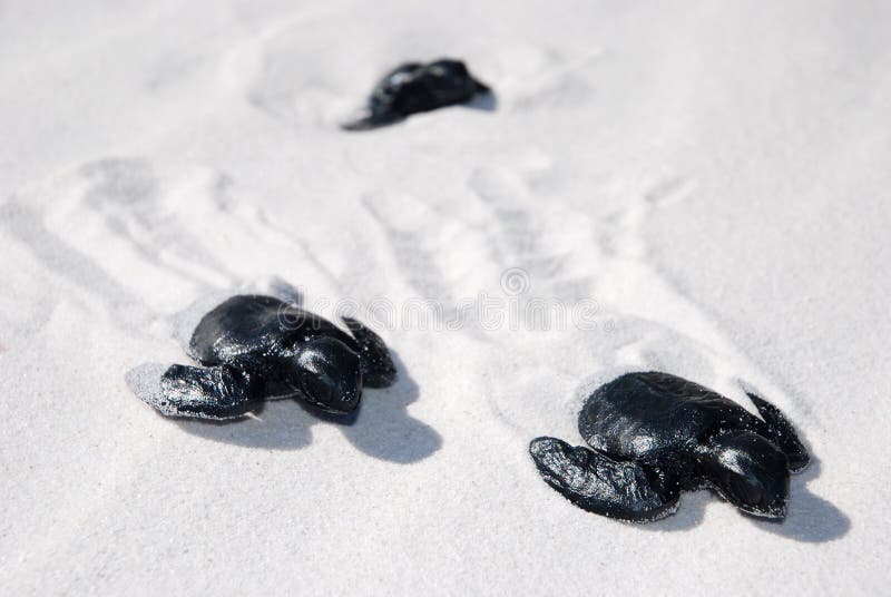 422 Turtle Baby Black White Stock Photos - Free & Royalty-Free Stock ...