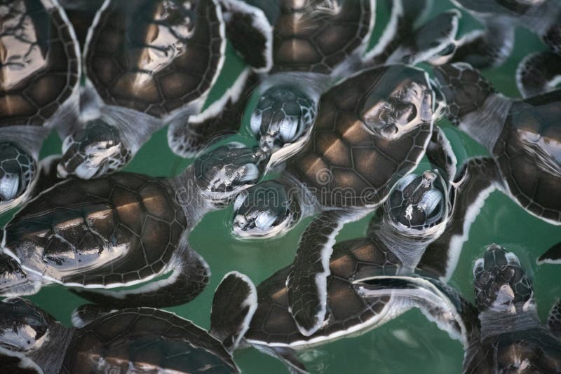 Infant Turtles Stock Photos - Free & Royalty-Free Stock Photos from ...