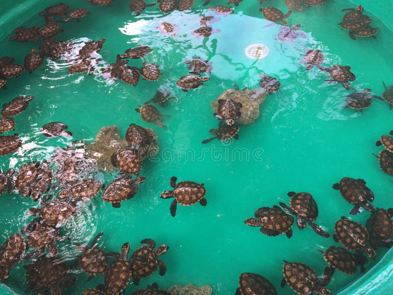 Two baby sea turtles stock photo. Image of beach, baby - 40966574