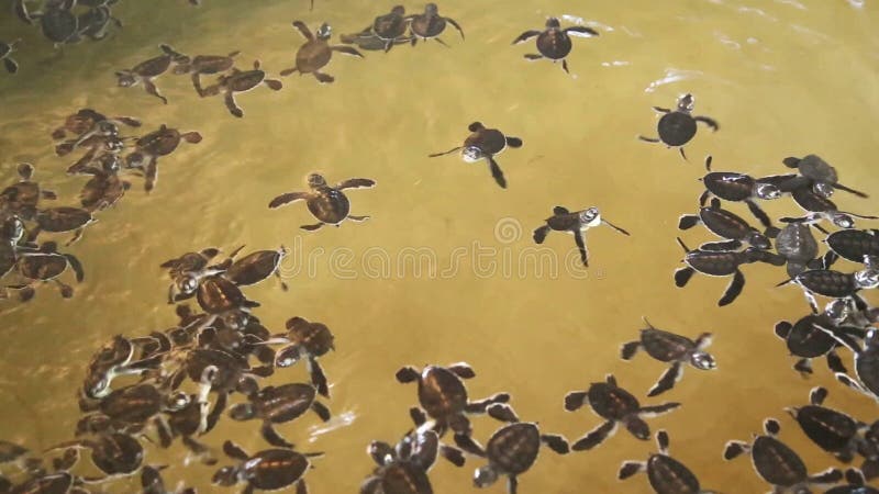 Baby Turtles Swimming in a Pool at a Turtle Hatchery in Sri Lanka ...