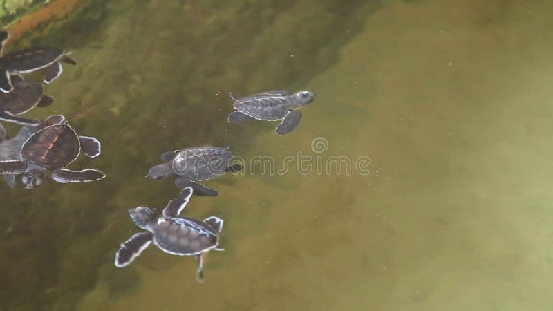 Baby Turtles Swimming in a Pool at a Turtle Hatchery in Sri Lanka ...