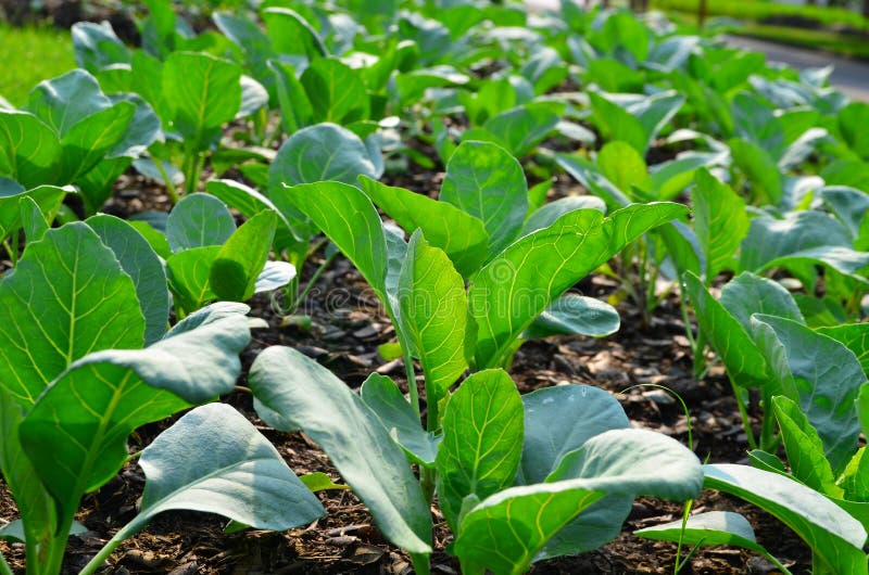 Baby vegetables stock photo. Image of stem, outdoors - 87255958