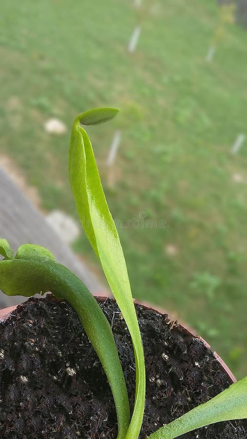 Baby Venus Flytrap stockfoto. Bild von angriff, dose - 97975458