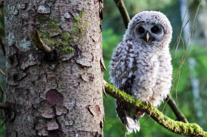 Twee Pluizige Jonge Uilen (babyuilen) Stock Foto - Afbeelding bestaande ...