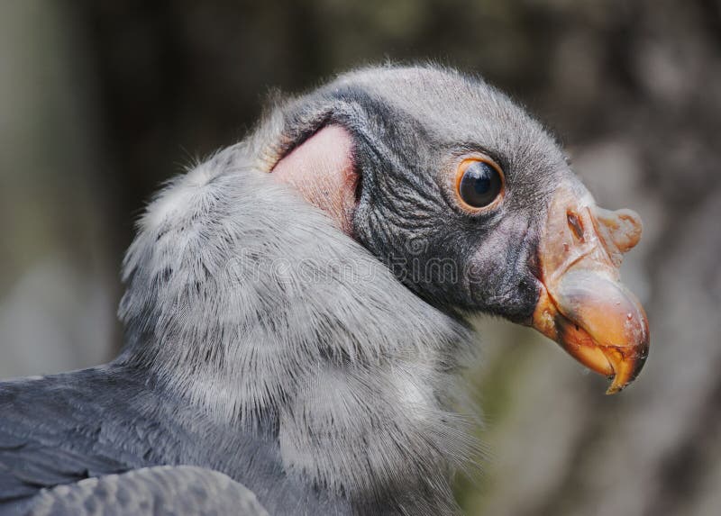 Vulture baby stock image. Image of vulture, predator - 19424077