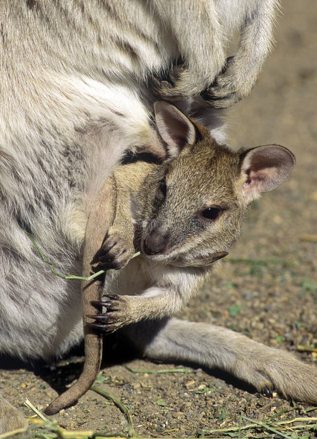 Baby wallaby stock photo. Image of baby, wallaby, wildlife - 34202214