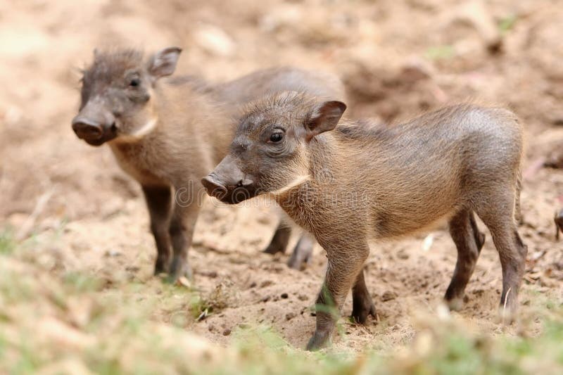 Baby Warthogs stock image. Image of nature, animal, hair - 7423517