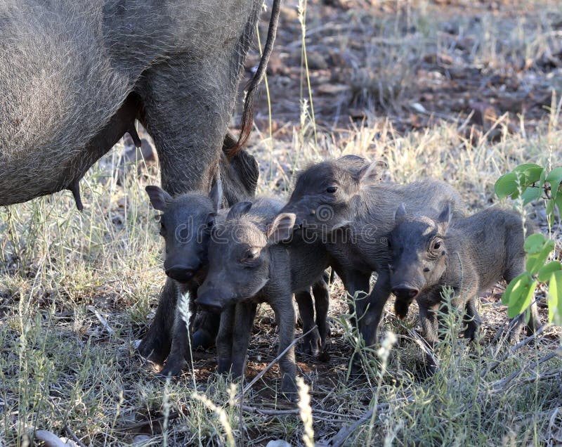 Baby Warthogs Cuddling Up Next To Mom Stock Photo - Image of cuddling ...