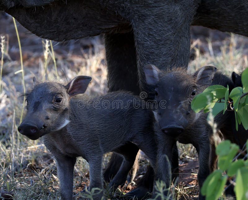 Baby Warthogs Cuddling Up Next To Mom Stock Image - Image of baby, next ...