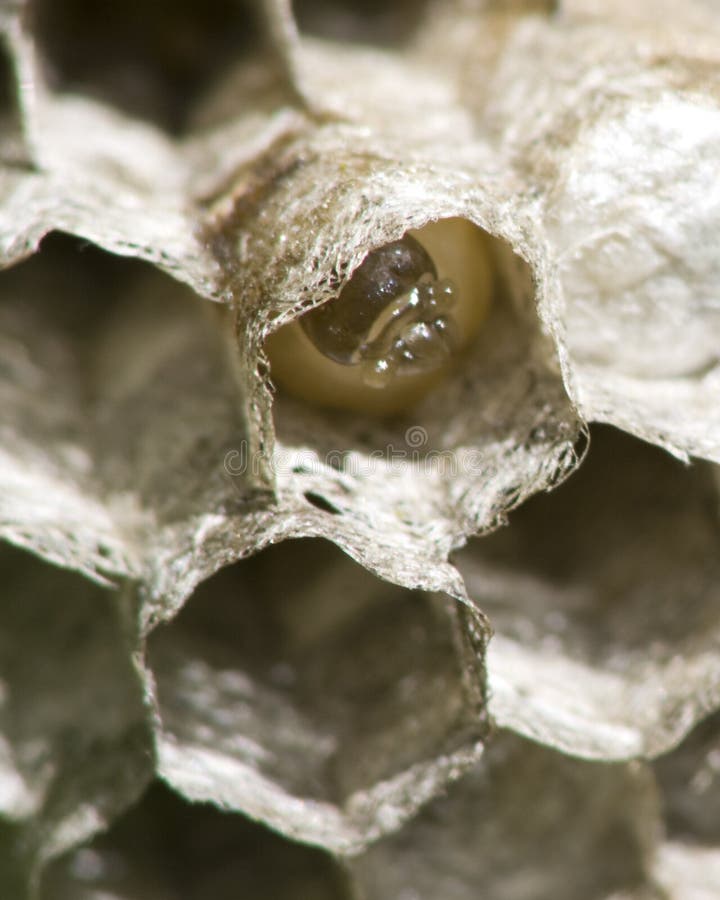 Baby wasp stock image. Image of summer, wasp, jacket, garden - 5595251