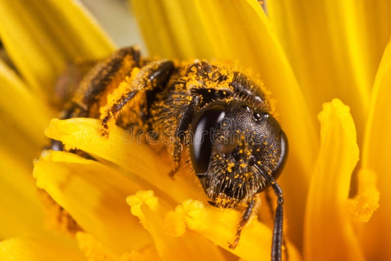 Baby Wasp Covered with Pollen Stock Image - Image of small, sting: 30342977