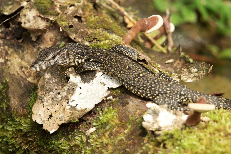 Baby water monitor stock image. Image of hills, water - 26028997