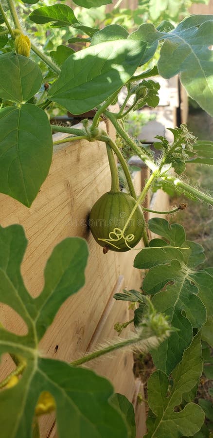 Baby Watermelon Growing in the Garden Stock Image - Image of watermelon ...