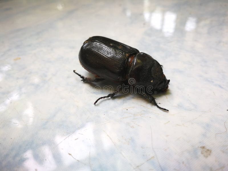 Baby Weevil in garden stock photo. Image of invertebrate - 146835390