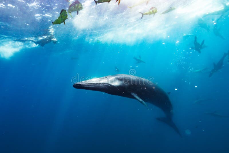 The Baby Whale is Swimming Under the Water in Clear Blue Water Stock ...