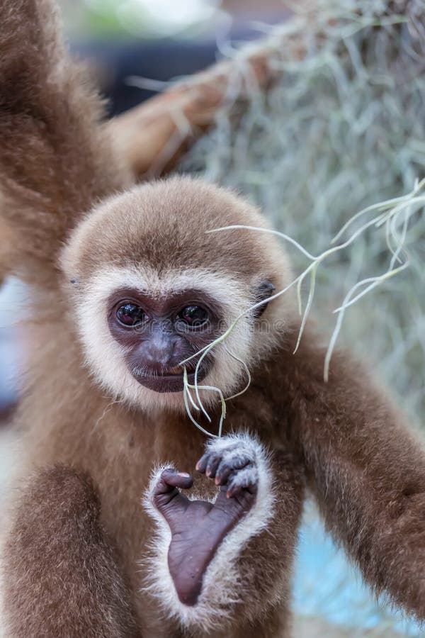 The Baby of White-cheek Gibbon Stock Photo - Image of mouth, seat: 30153588