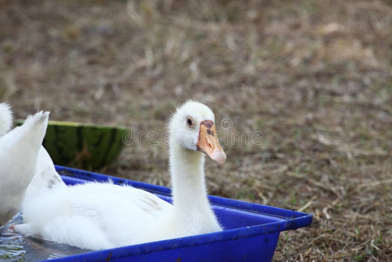 Baby Domestic African Goose Stock Photos - Free & Royalty-Free Stock ...