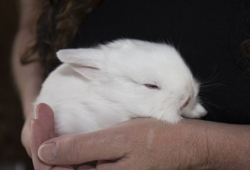 3,423 Baby Rabbit Hand Photos - Free & Royalty-Free Stock Photos from ...