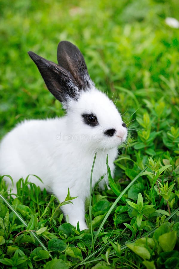Baby White Rabbit with Black Ears in Grass Stock Photo - Image of fauna ...