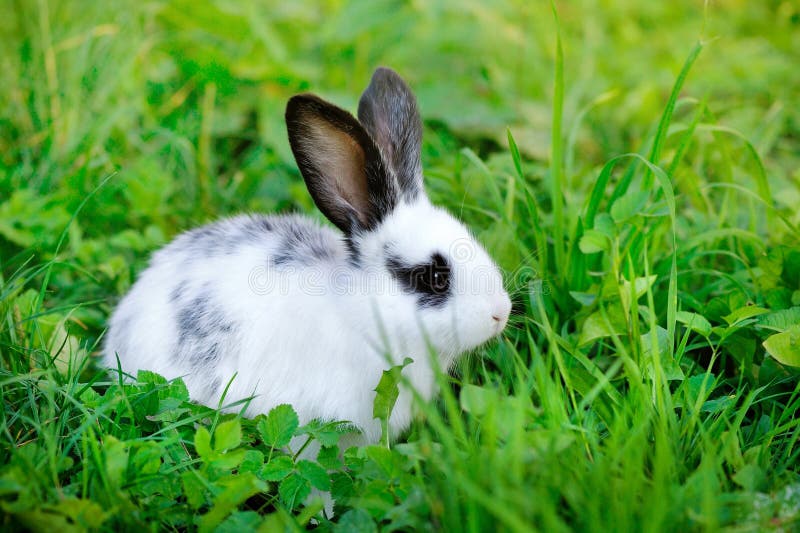 Baby White Rabbit with Black Ears in Grass Stock Image - Image of white ...