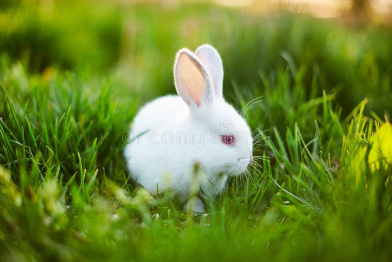Baby white rabbit stock photo. Image of spring, pretty - 145996500