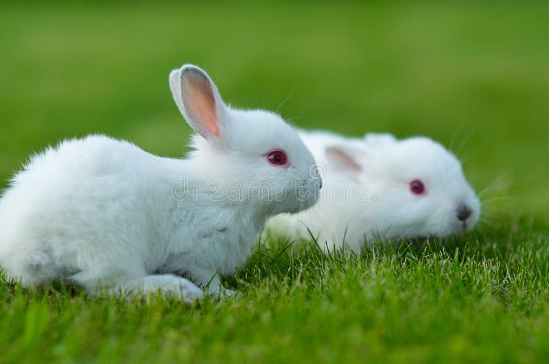 Baby white rabbit on grass stock image. Image of hare - 39774233