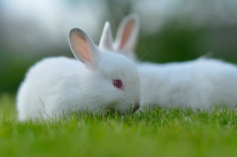 Baby white rabbit in grass stock image. Image of focus - 39774239