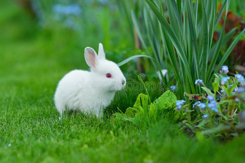 Baby white rabbit in grass stock image. Image of paws - 39774259