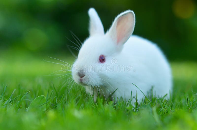 Baby white rabbit in grass stock image. Image of eating - 39774455