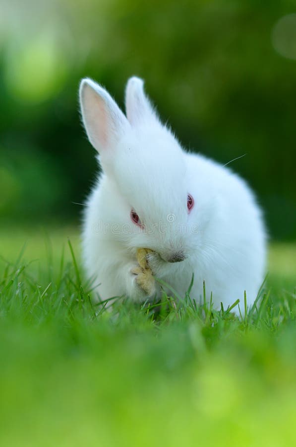 Baby white rabbit in grass stock photo. Image of little - 39774462